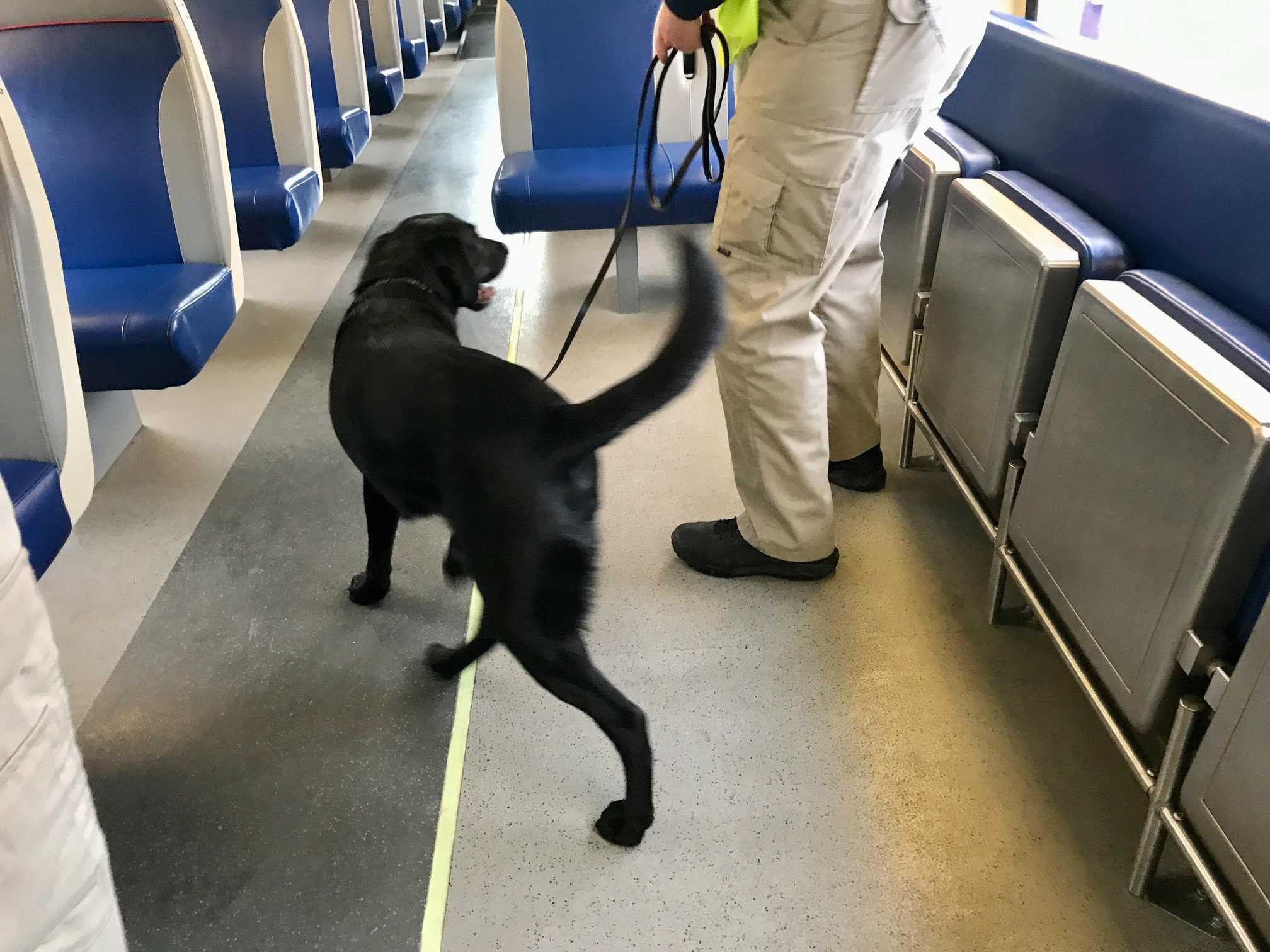 To Serve and "Paw"tect: K9 Wesley Serves his Nation - CIA