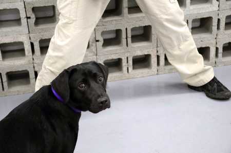 The Making of a CIA Bomb Dog - CIA
