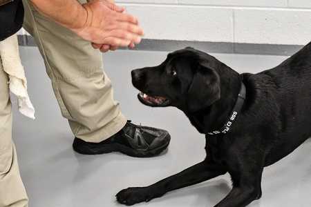 The Making of a CIA Bomb Dog - CIA